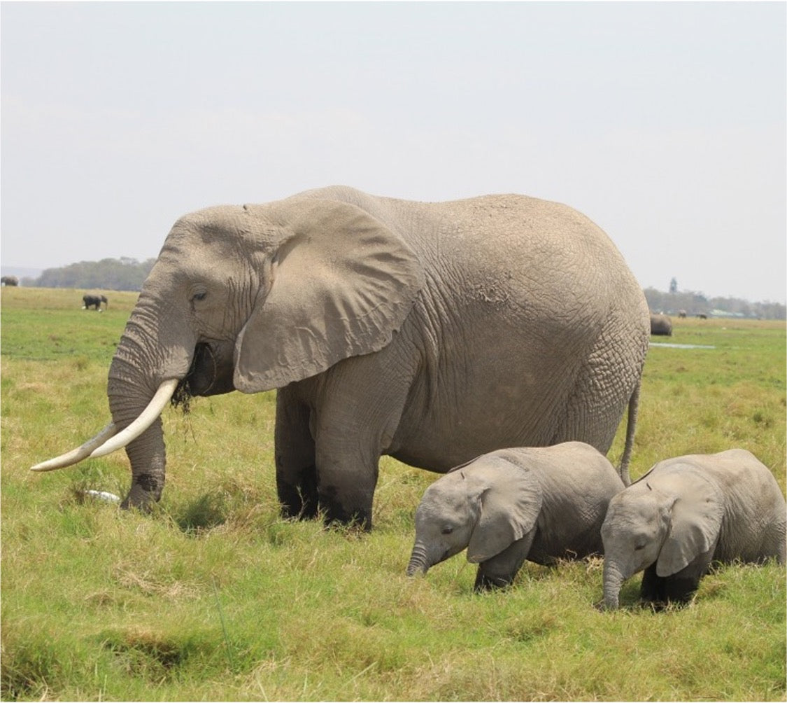 Elephant Cooperation - Chatham Inc.
